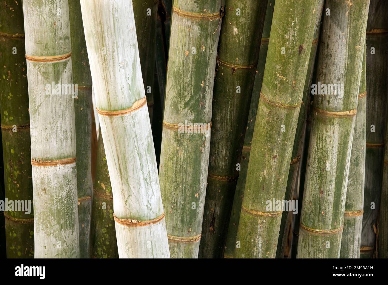 Bamboos are a diverse group of evergreen perennial flowering plants ...