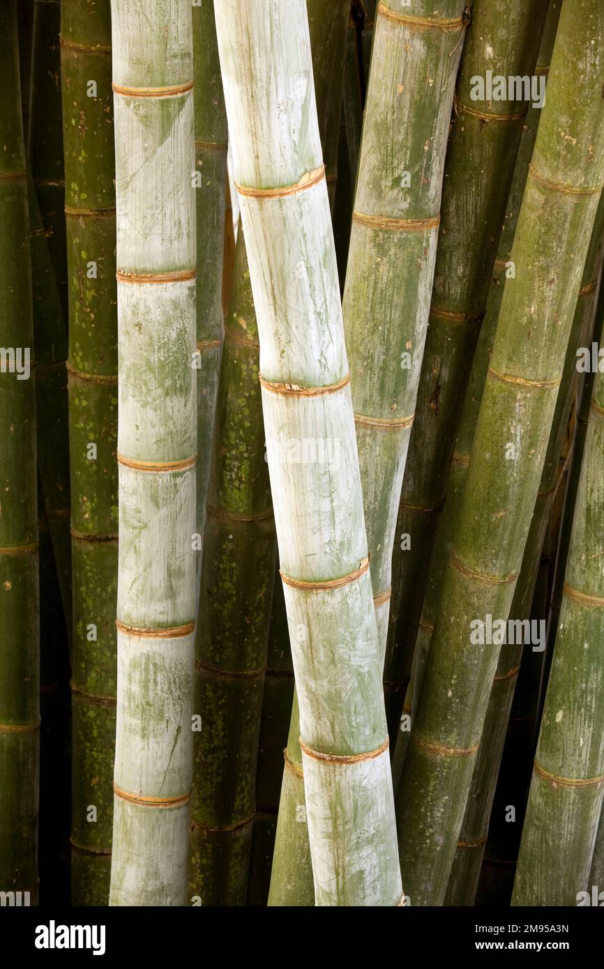 Bamboos are a diverse group of evergreen perennial flowering plants ...