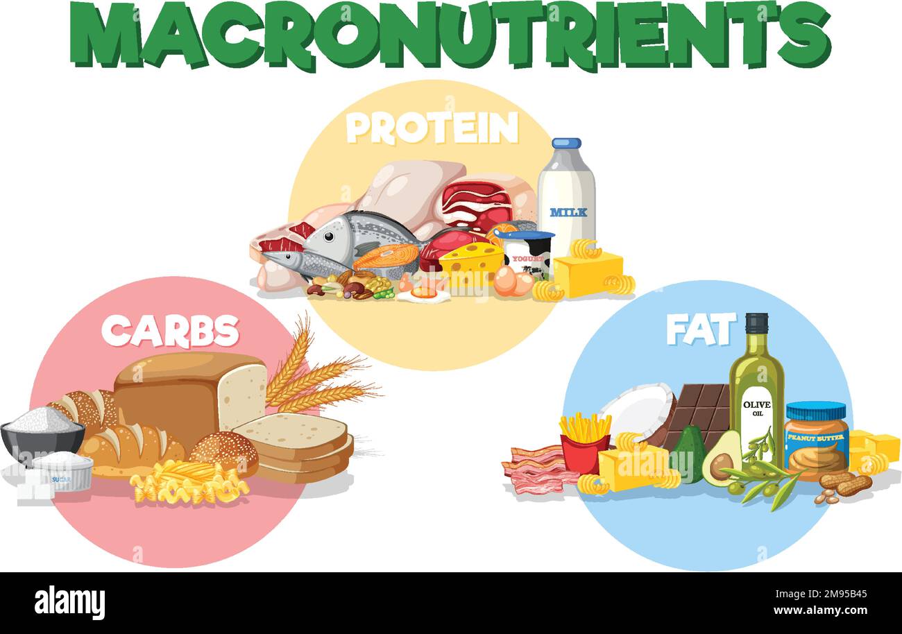 Macronutrients diagram with food ingredients illustration Stock Vector ...