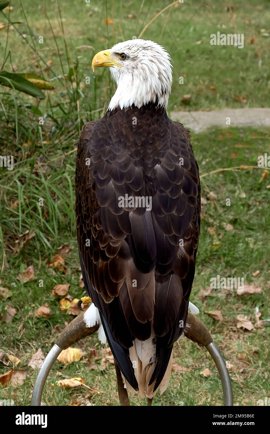 A bald eagle perched on a ring. Haliaeetus leucocephalus.Background ...