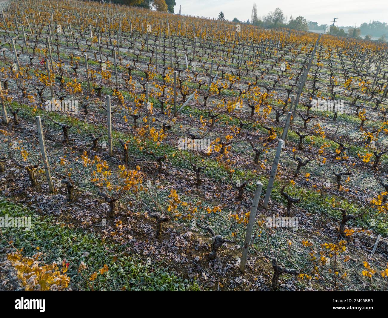 Bordeaux vineyard over frost and smog and freeze in winter, landscape ...