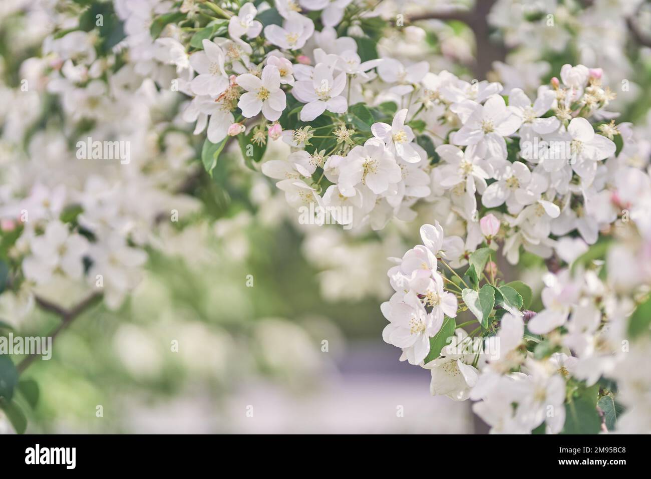 Empty apple tree hi-res stock photography and images - Alamy