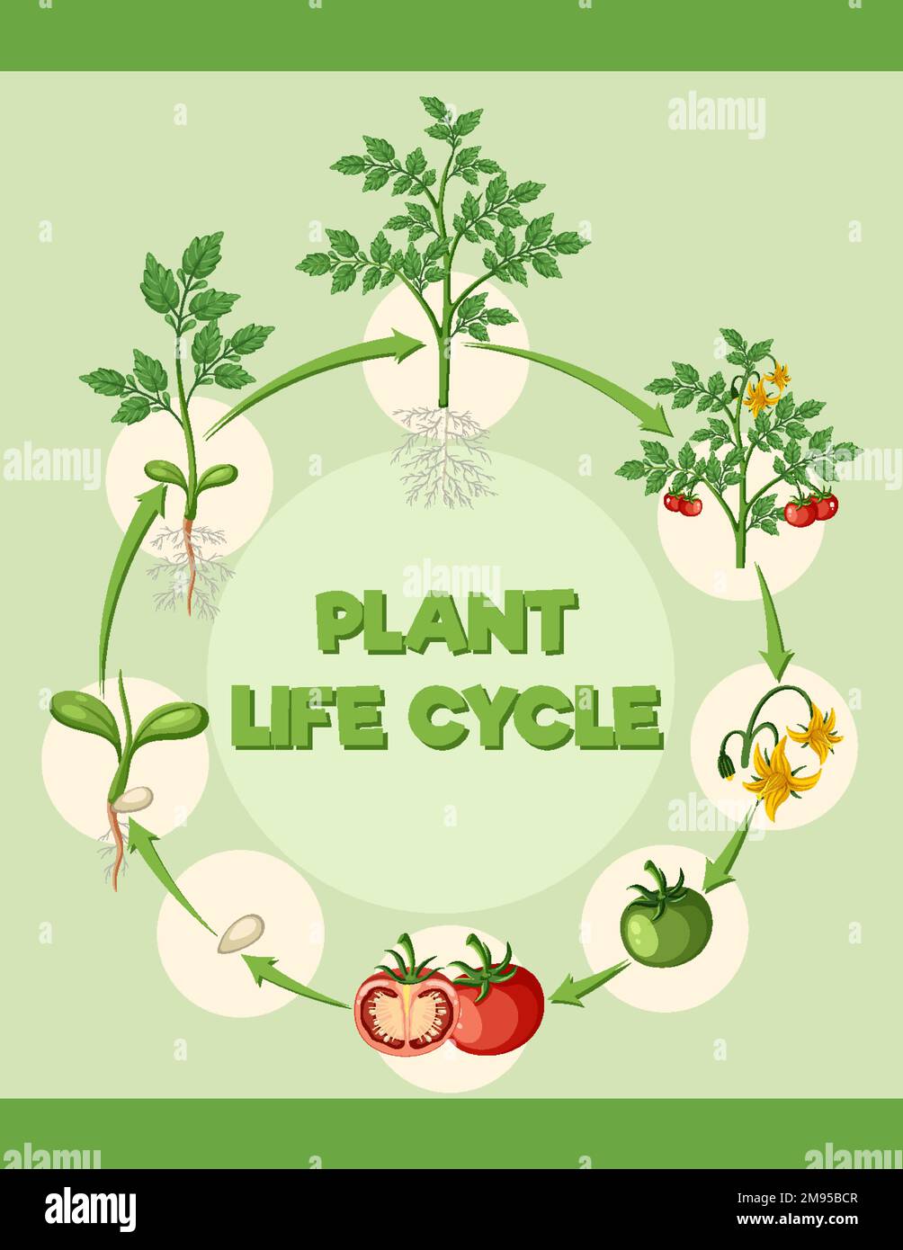 Life cycle of a tomato plant diagram illustration Stock Vector Image ...