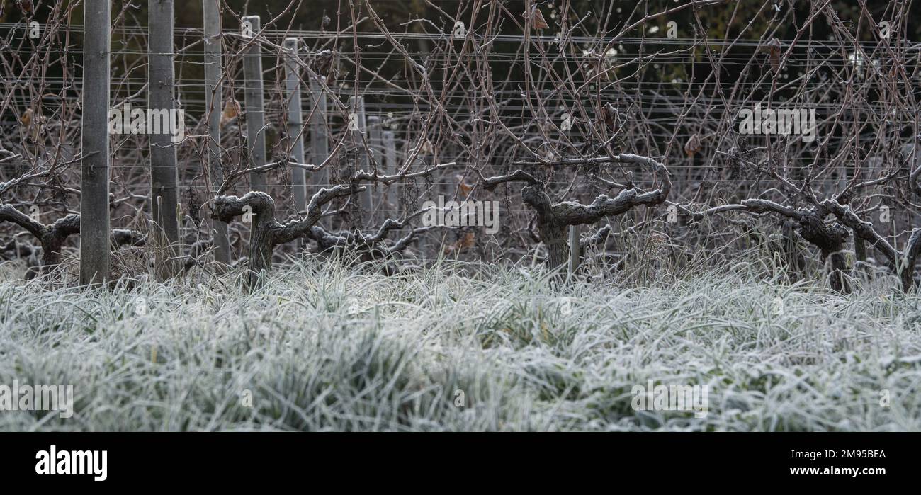 Frost grape champagne hi-res stock photography and images - Alamy
