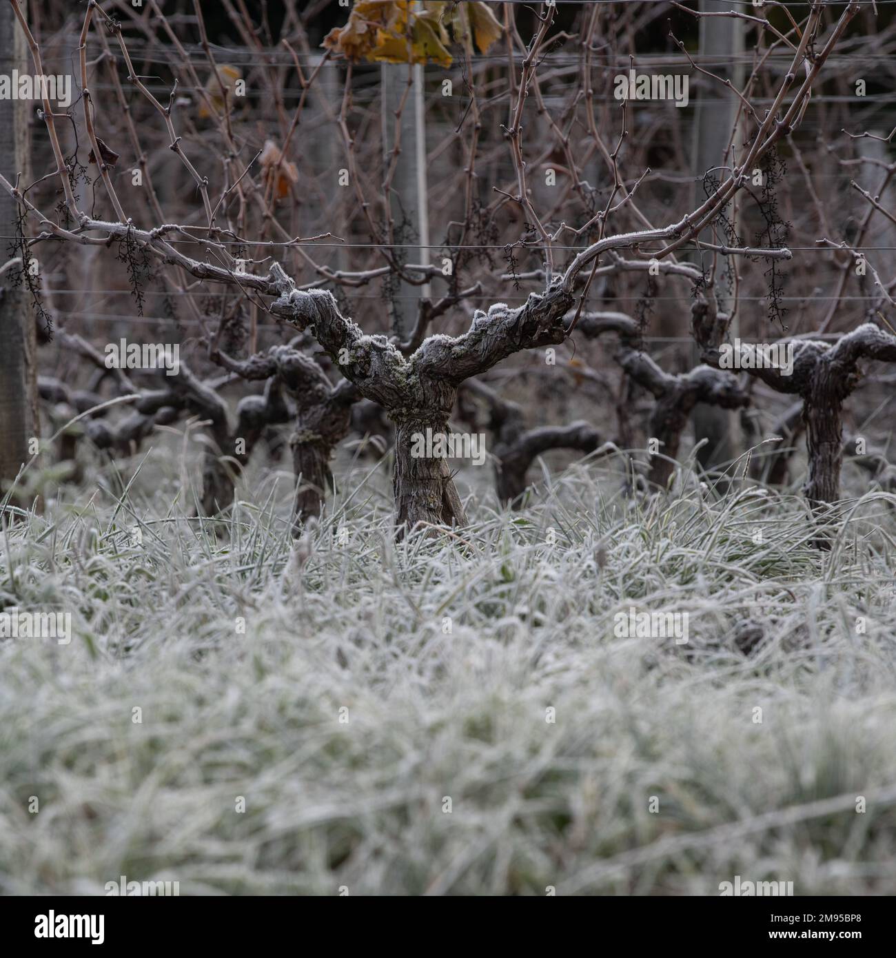 Bordeaux vineyard over frost and smog and freeze in winter, landscape ...