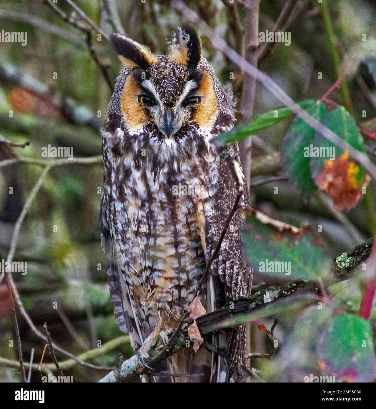 Long Eared owl Stock Photo - Alamy