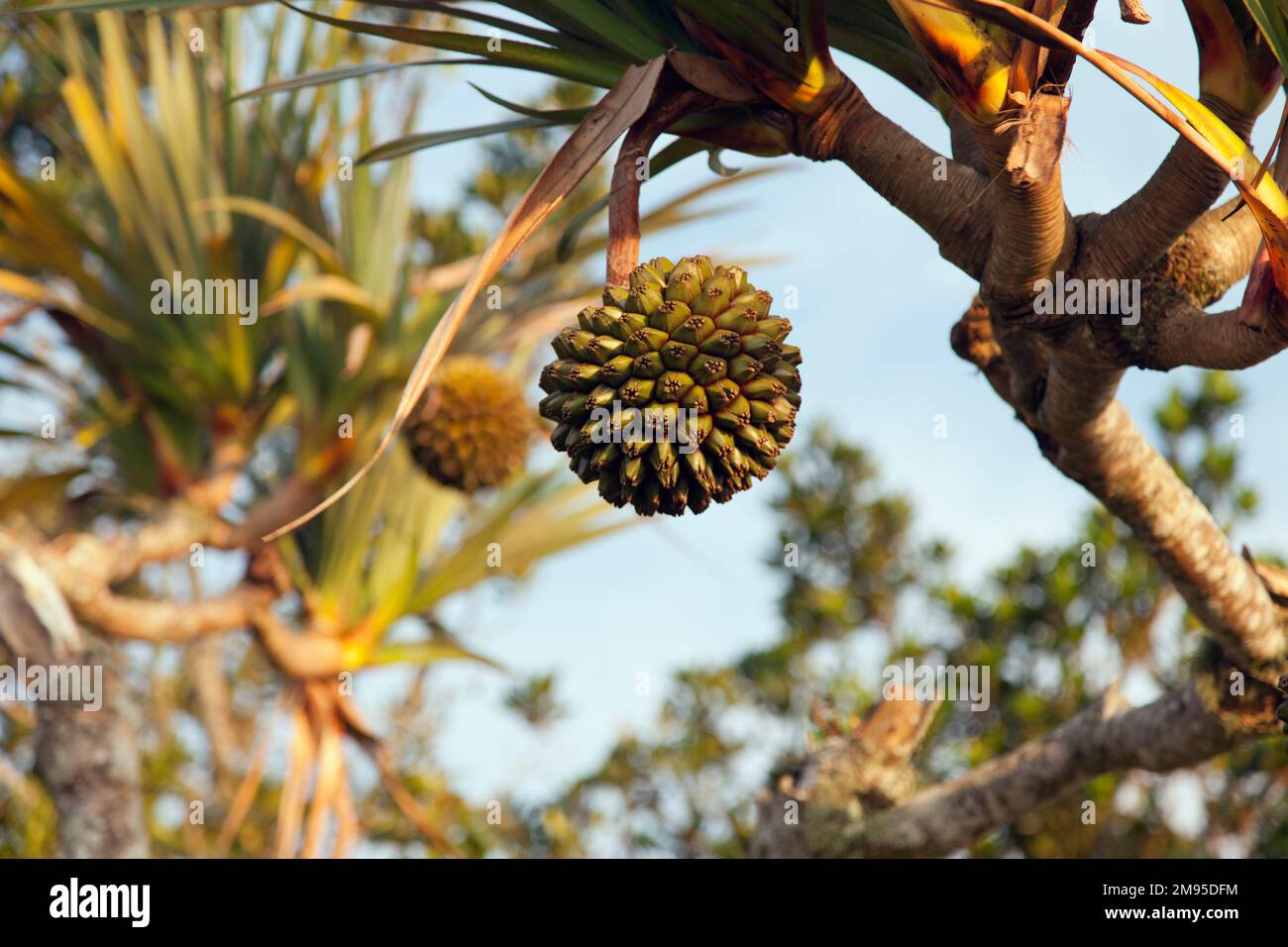 Brazil, Rio, Durian fruit on tree Stock Photo - Alamy
