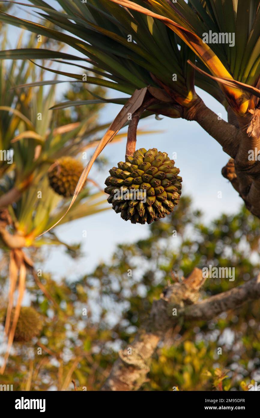 Brazil, Rio, Durian fruit on tree Stock Photo - Alamy