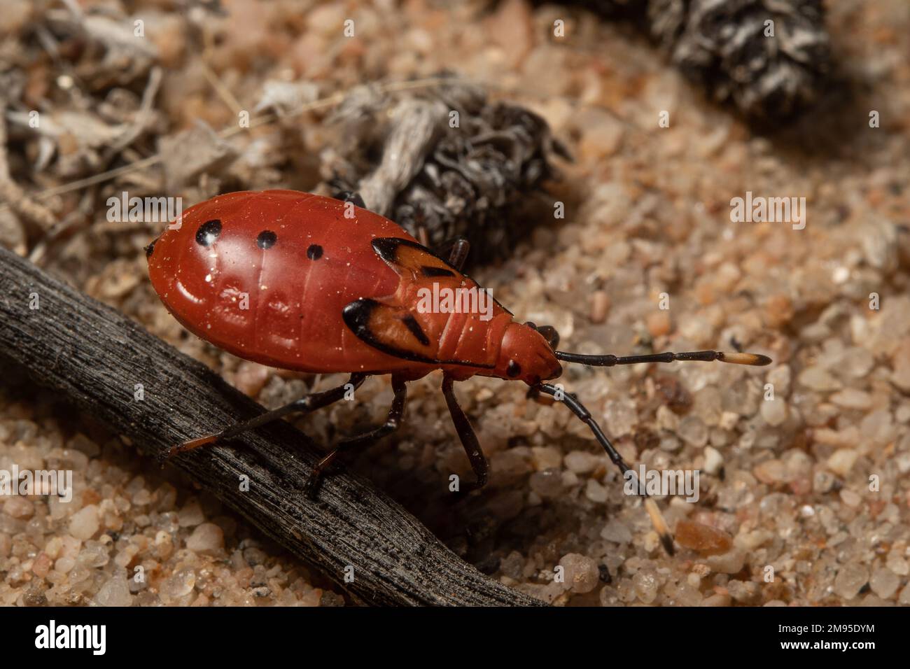 Welwitschia bug nymphs hi-res stock photography and images - Alamy