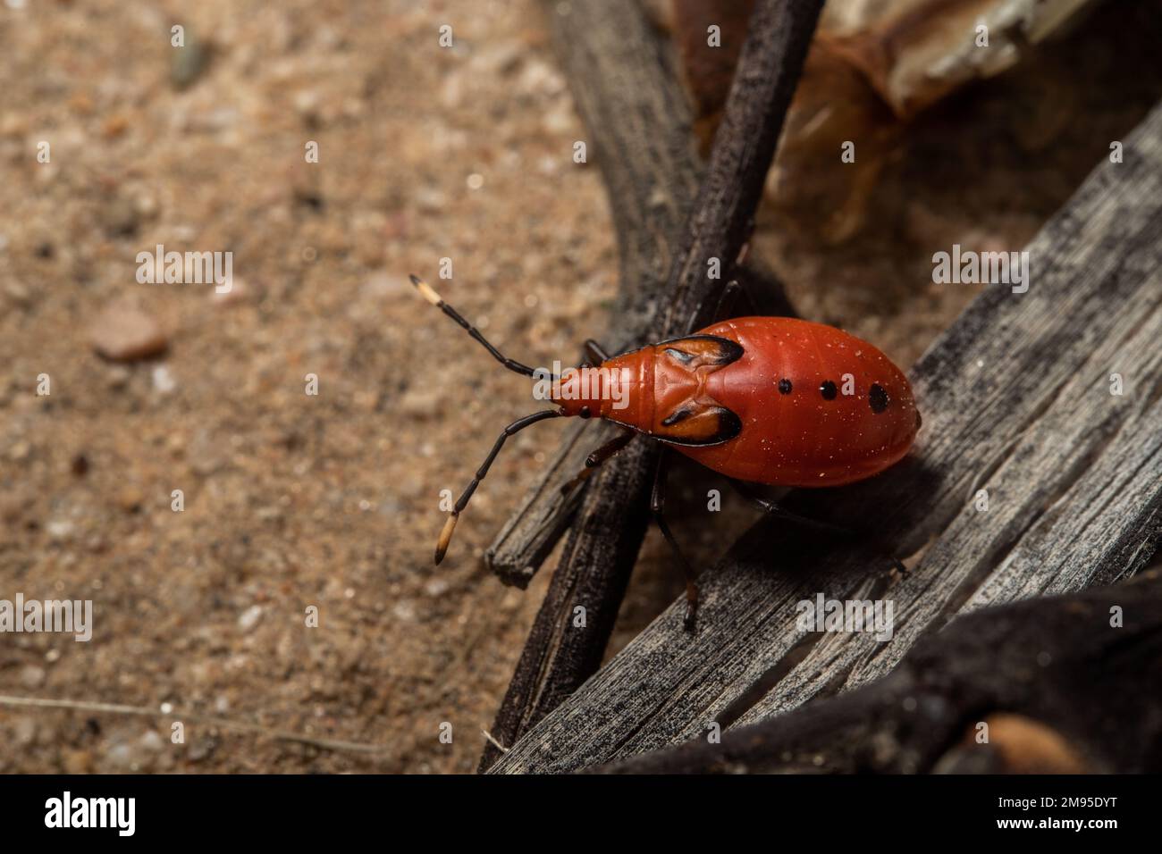 Welwitschia bug nymphs, Probergrothius angolensis, Pyrrhocoridae ...