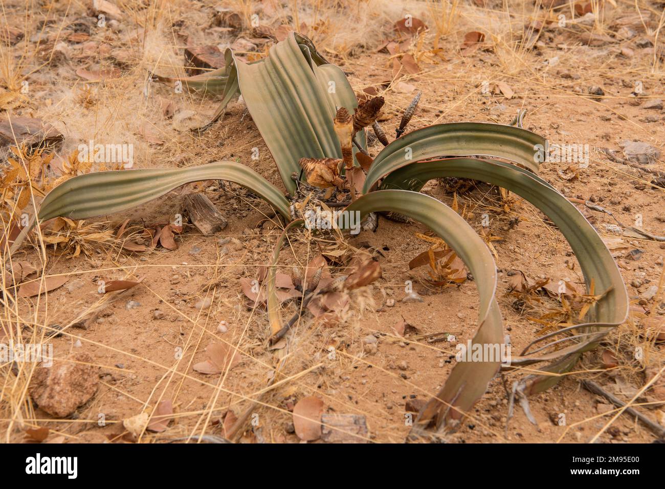 Living fossil plant with male inflorescences, Welwitschia mirabilis ...