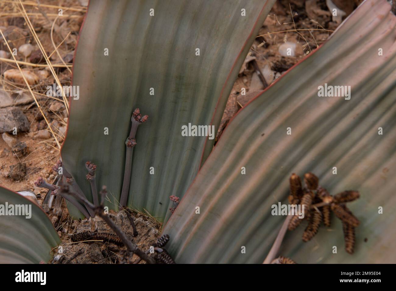 Living fossil plant with male inflorescences, Welwitschia mirabilis ...