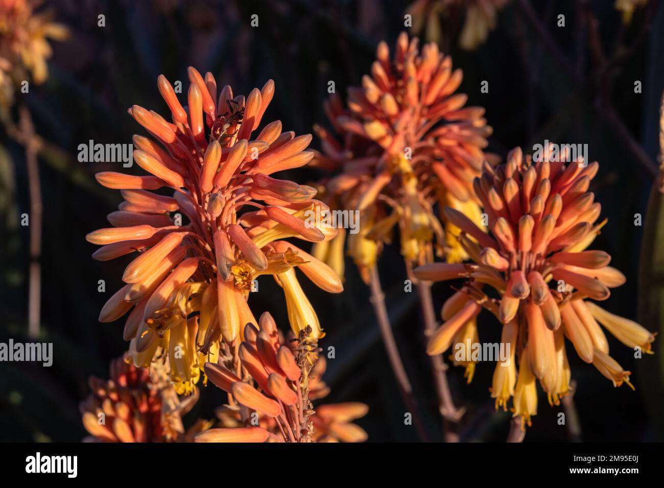 Flowers of Aloe, Aloe vera, Asphodelaceae, Namibia, Africa Stock Photo ...
