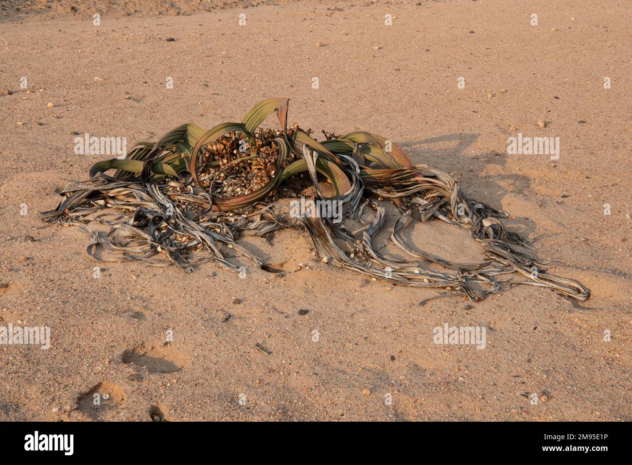 Living fossil plant, Welwitschia mirabilis, Welwitschiaceae, Namib ...