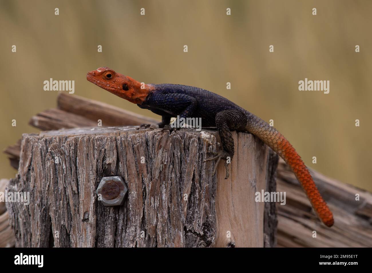 The common agama, red-headed rock agama or rainbow agama, Agama agama ...
