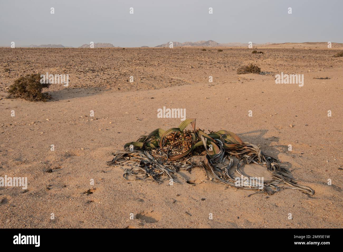 Living fossil plant, Welwitschia mirabilis, Welwitschiaceae, Namib ...