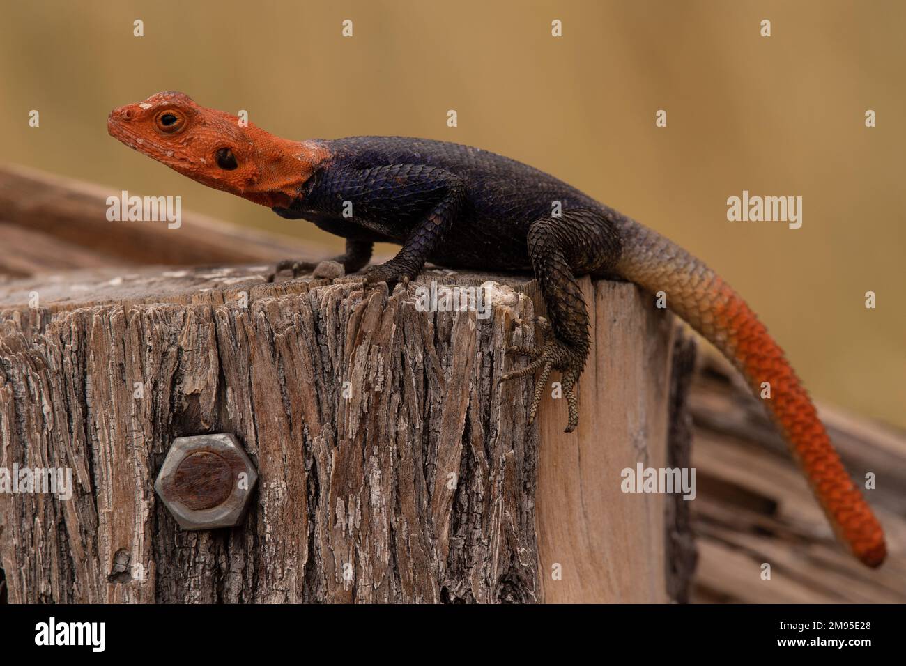 The common agama, red-headed rock agama or rainbow agama, Agama agama ...