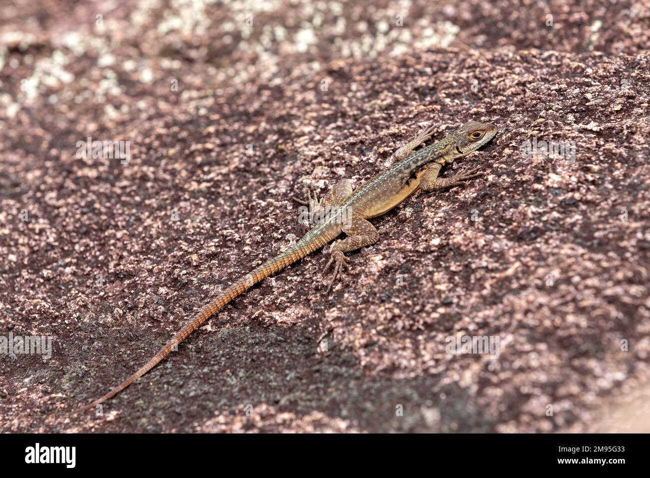 Grandidier's Madagascar swift (Oplurus grandidieri), endemic species of ...