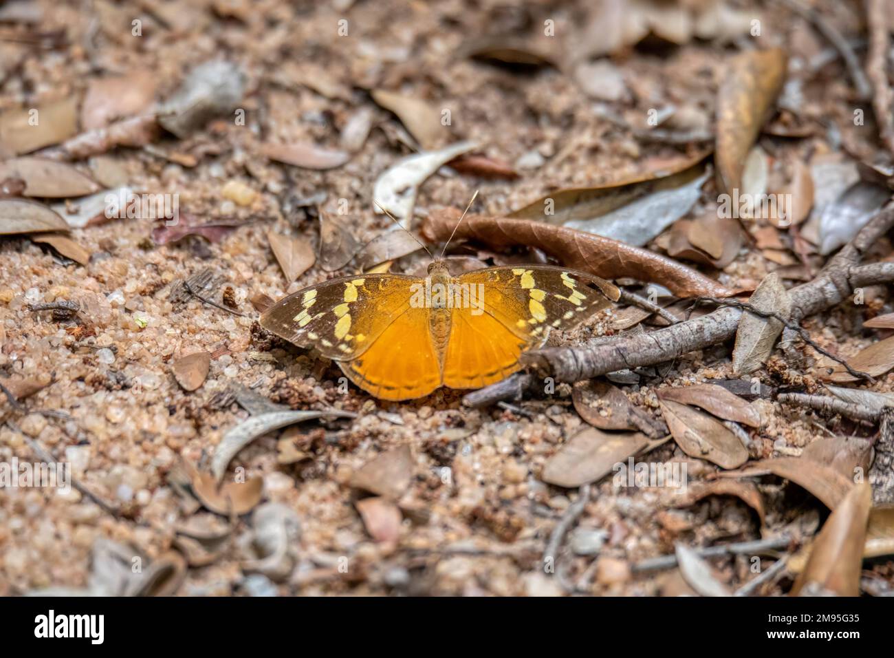 Endemic butterfly in the family Nymphalidae. Zombitse-Vohibasia ...