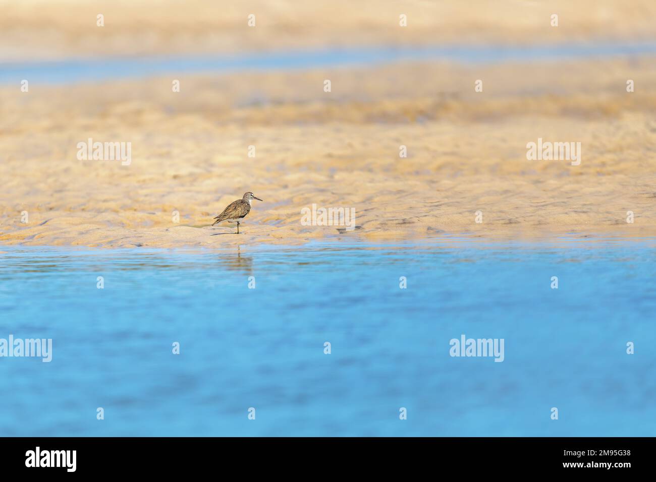 Common sandpiper (Actitis hypoleucos), small Palearctic wader. Bird in ...