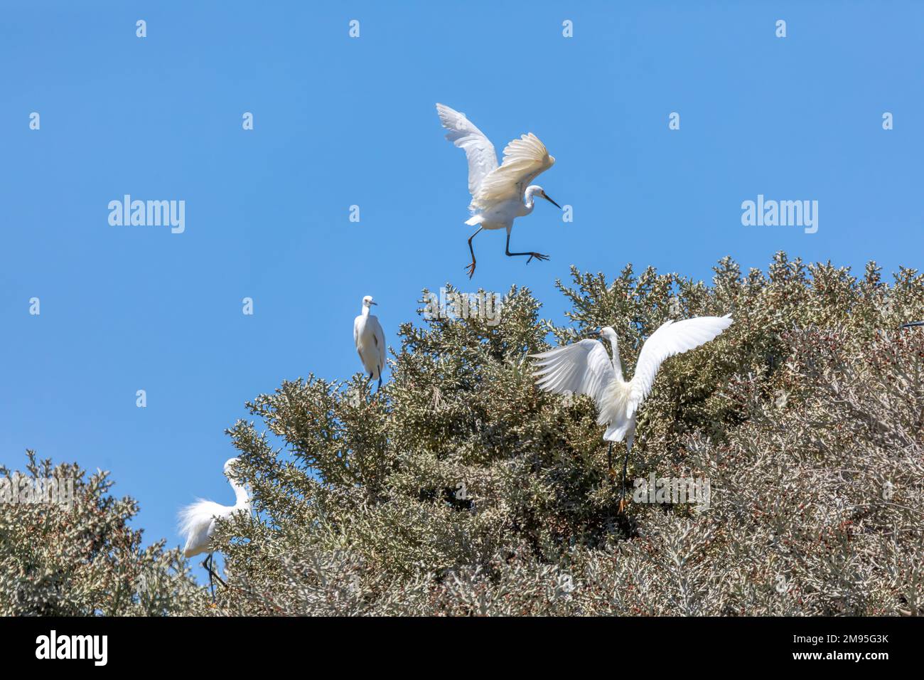 Little egret (Egretta garzetta), bird species of small heron in the ...
