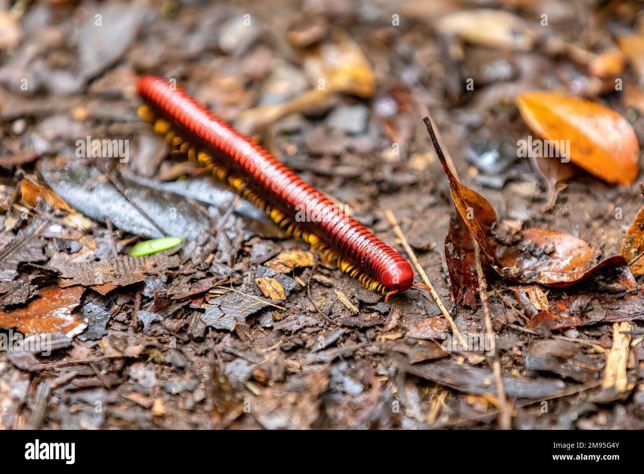 Malagasy fire millipede, endemic insect genus Aphistogoniulus ...