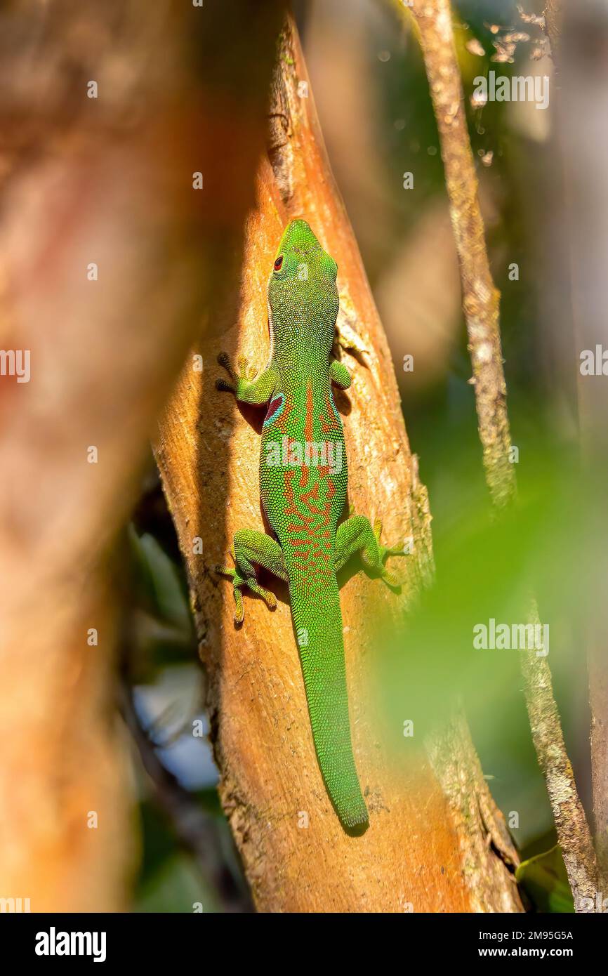 Phelsuma quadriocellata is a species of gecko known by the common name ...