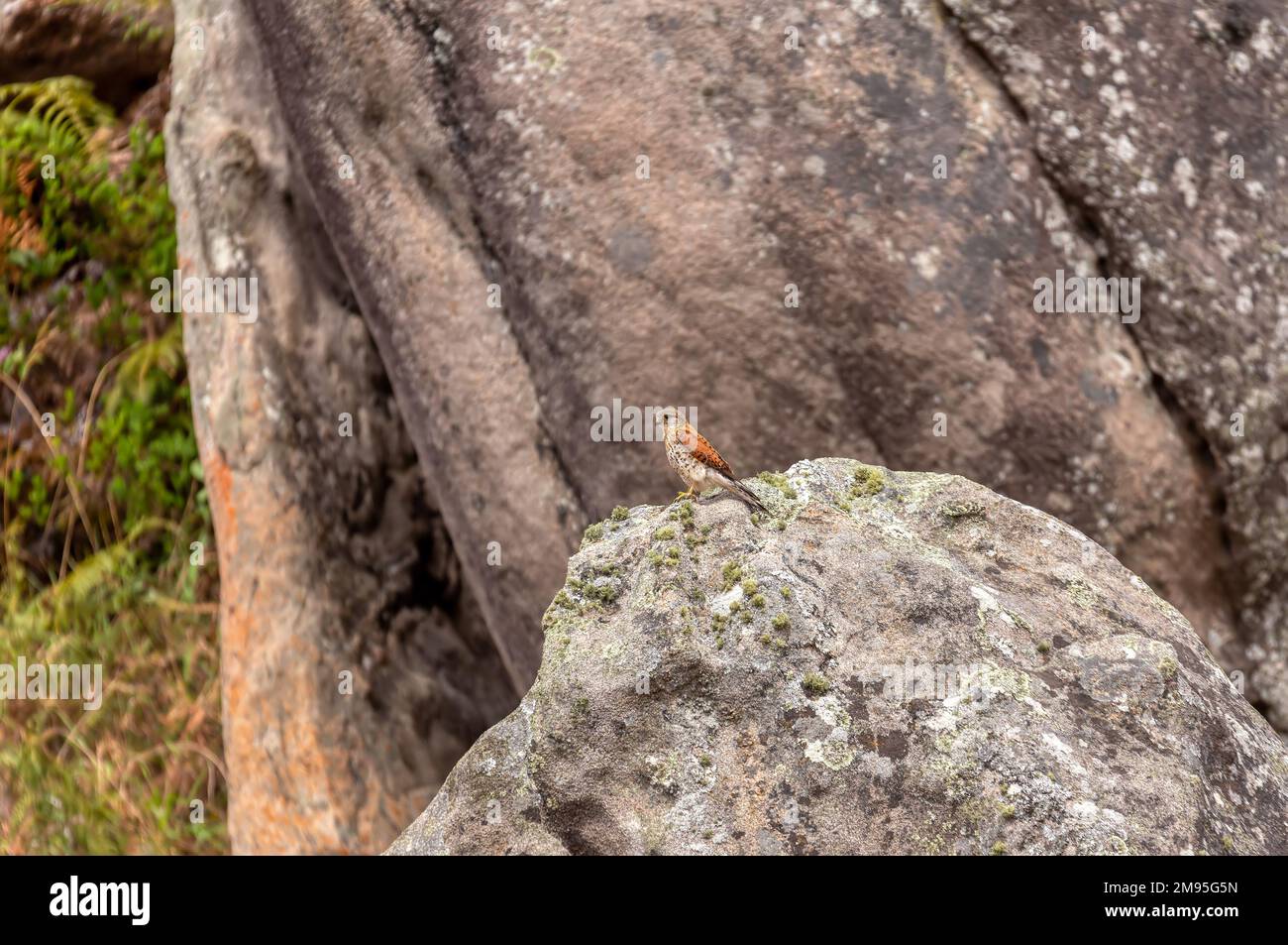 Bird of prey Malagasy kestrel (Falco newtoni), known as Madagascar ...