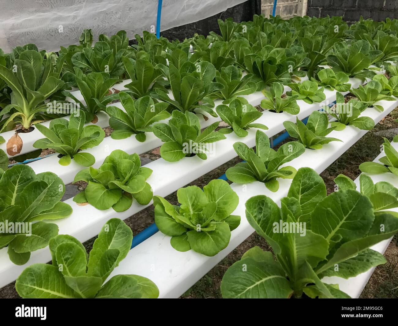 Hydroponics Organic vegetables Farms in Thailand Stock Photo - Alamy