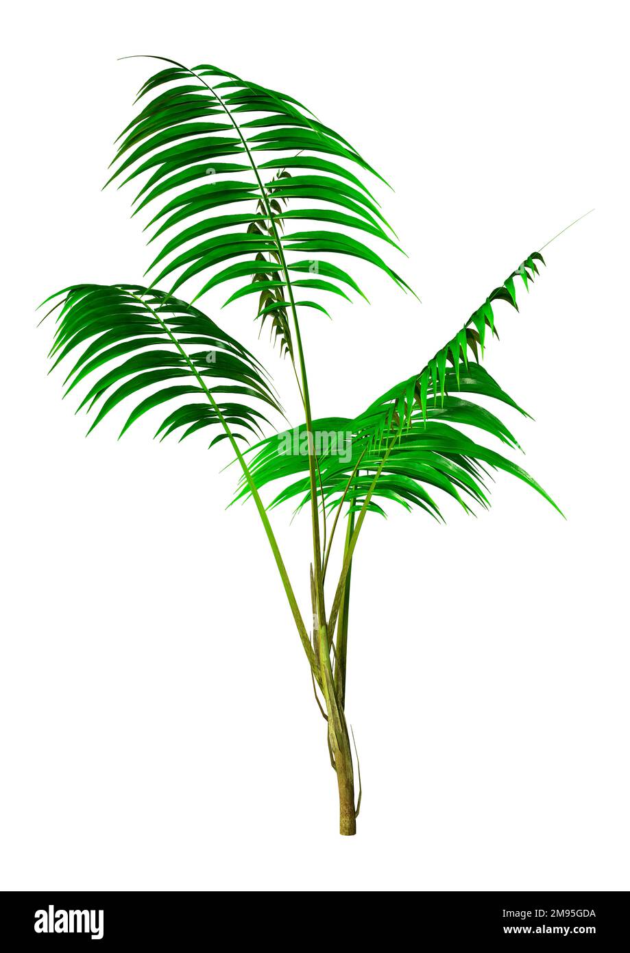 3D rendering of a green kentia palm tree or sentry palm or paradise ...