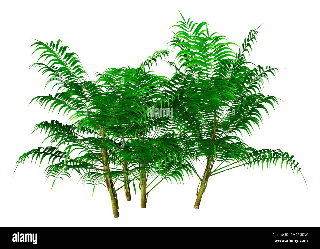 3D rendering of green bamboo palms isolated on white background Stock ...