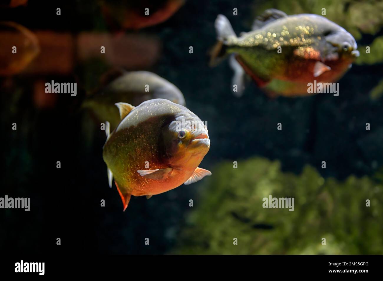 Red piranha or coicoa (Pygocentrus nattereri) fish swimming in fresh ...