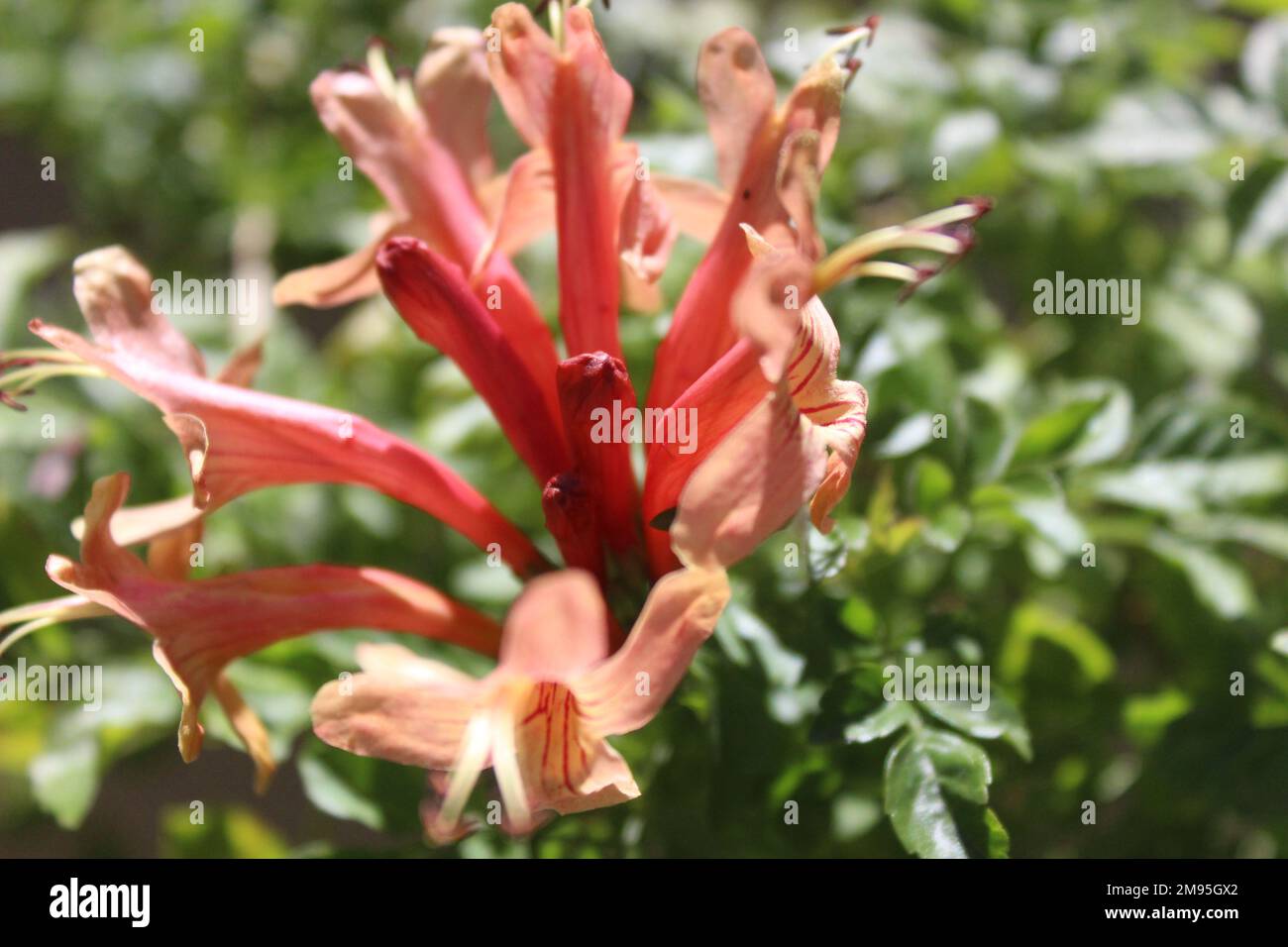 Flora knowledge hi-res stock photography and images - Alamy