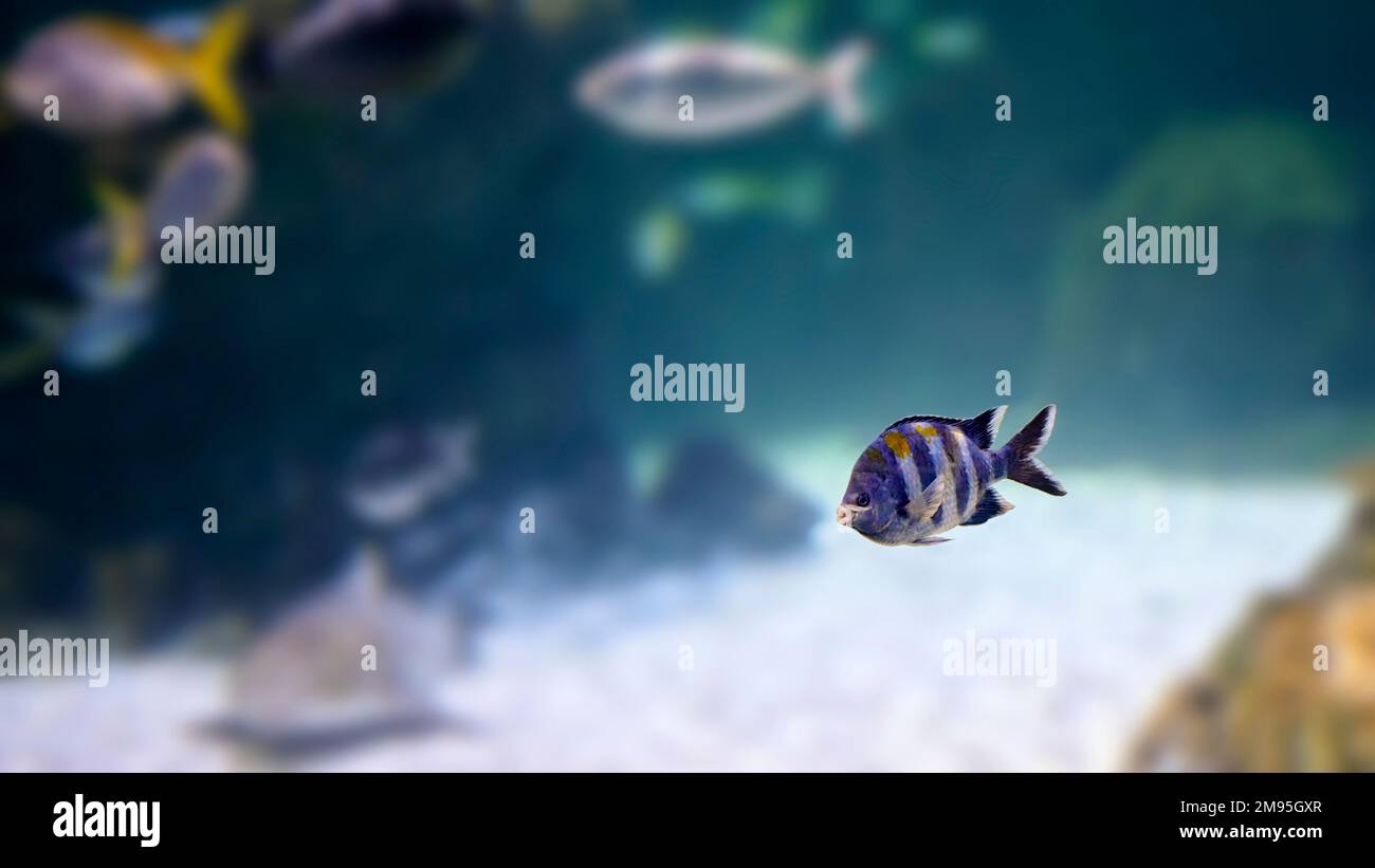 Sergeant major fish hi-res stock photography and images - Alamy