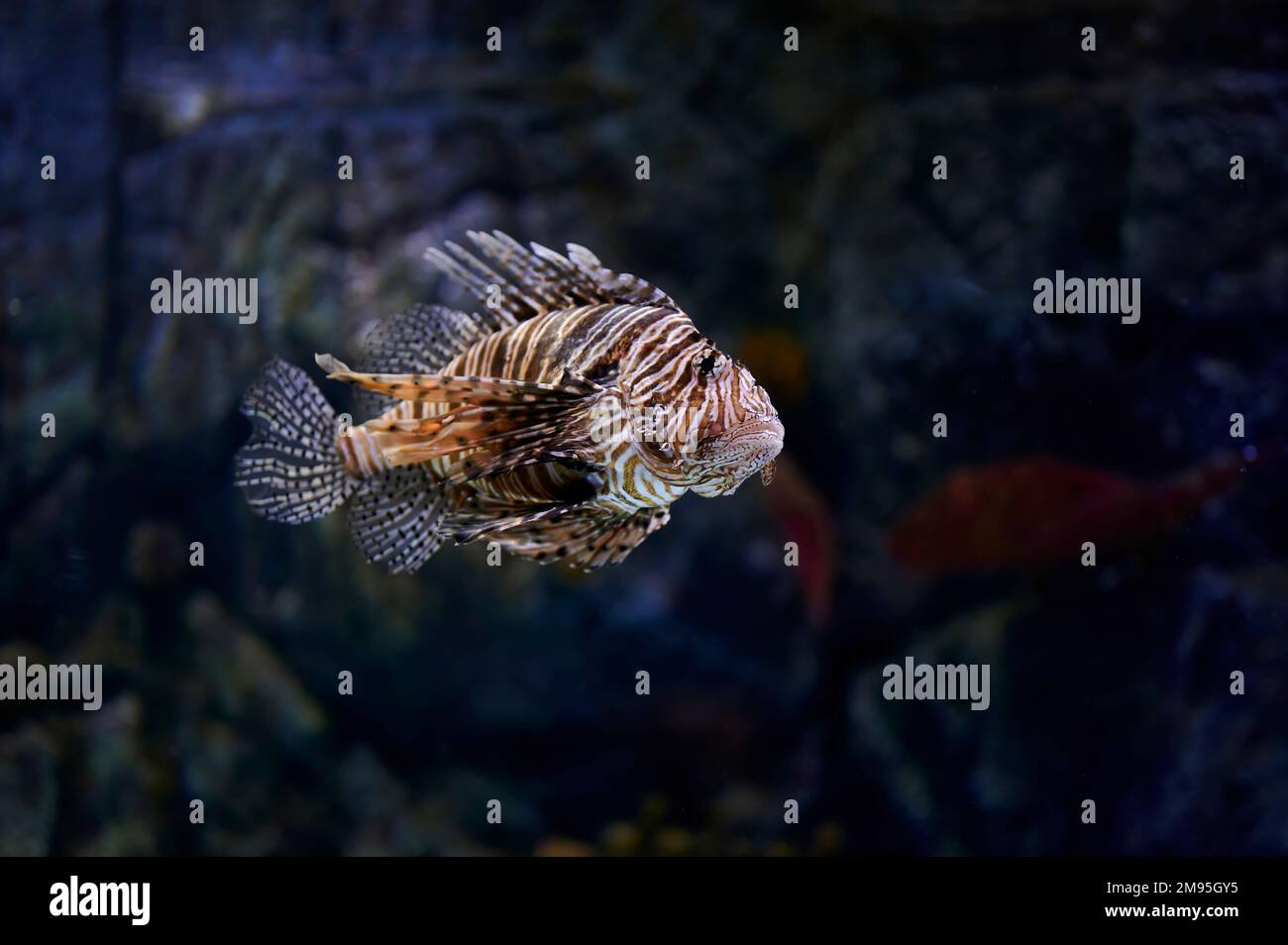 Lionfish (Pterois antennata) native to coastal lagoons and reefs of the ...