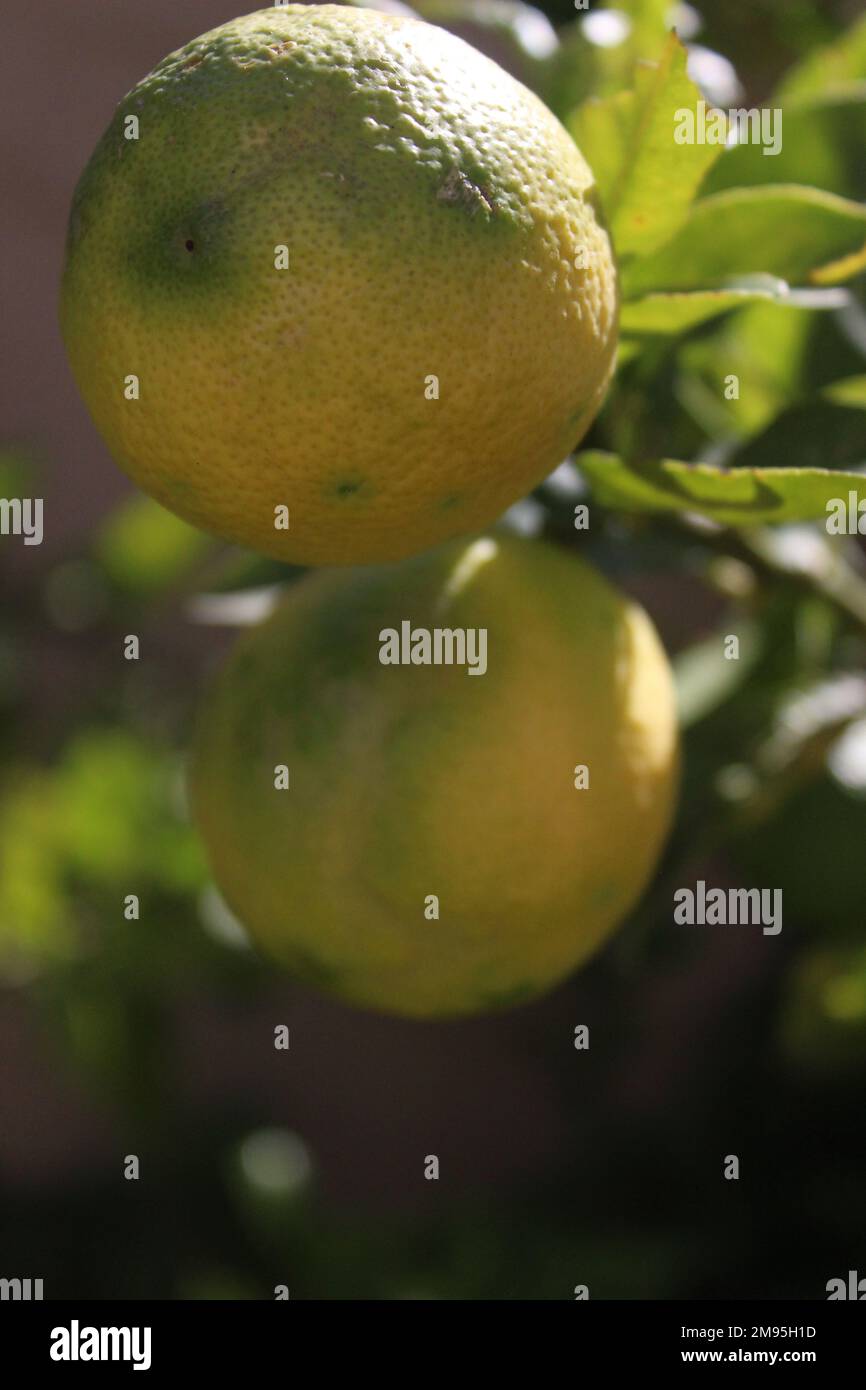 Green lemon south africa hi-res stock photography and images - Alamy