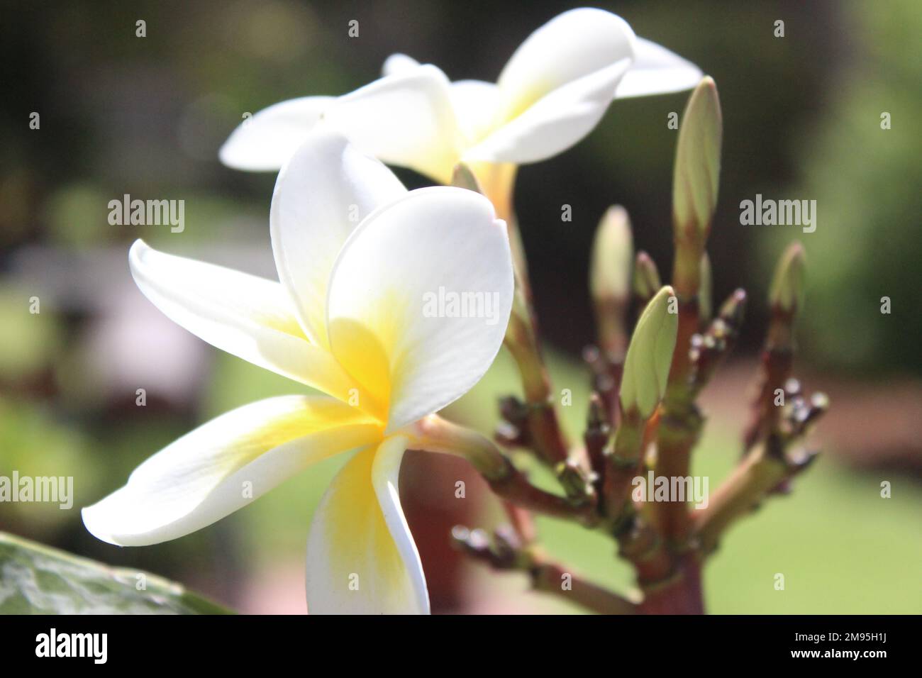 Sunshine and nature hi-res stock photography and images - Alamy