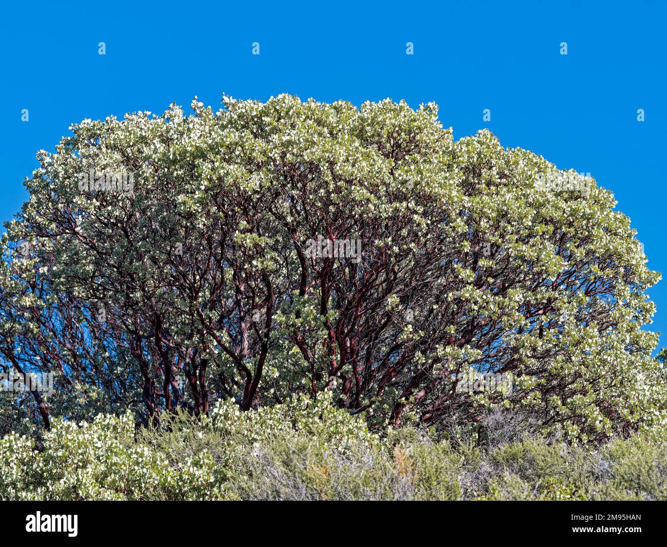Madrone leaf hi-res stock photography and images - Alamy