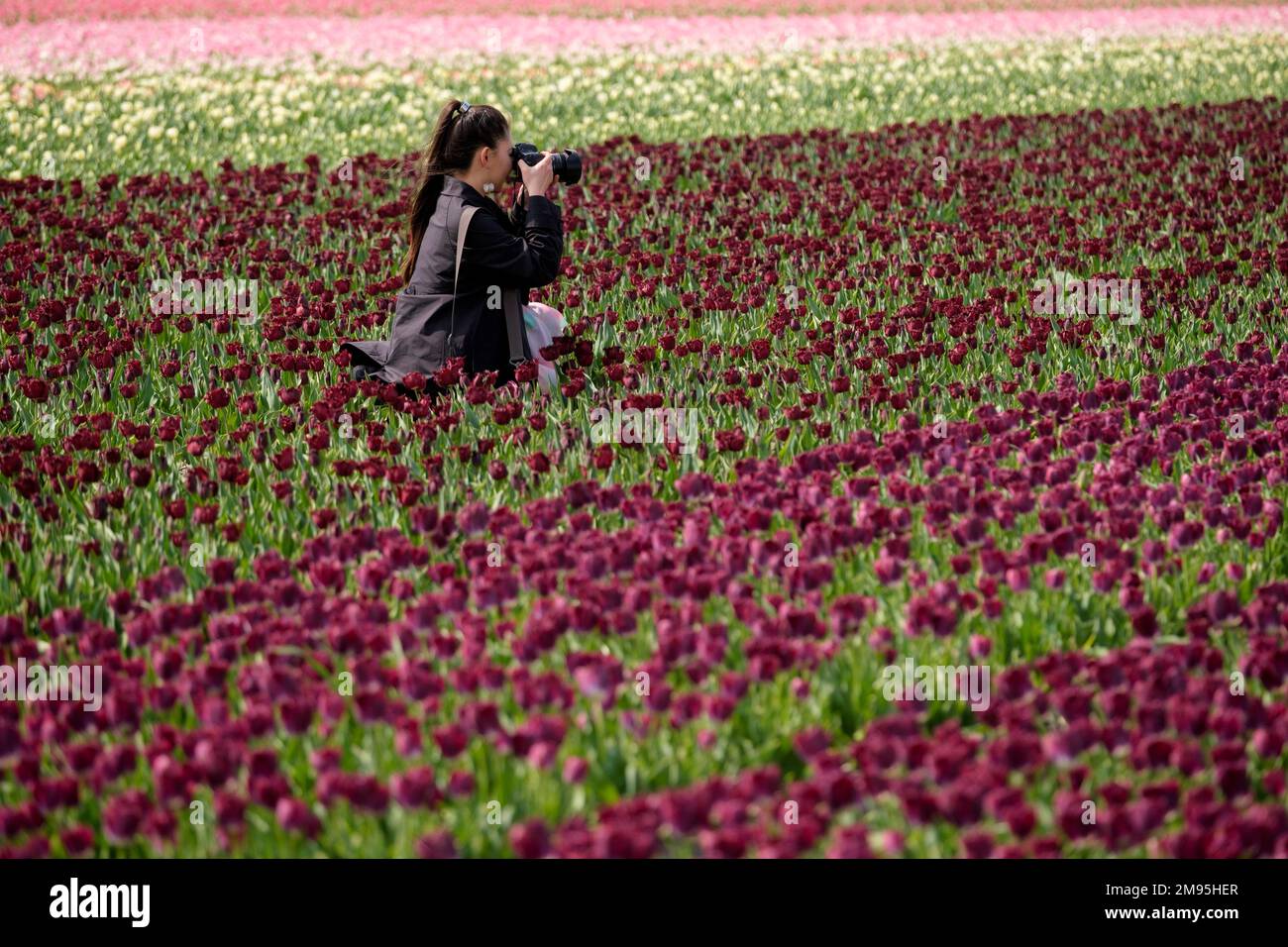Fields of tulips in bloom in spring, on April 23, 2022, in Noordwijk ...