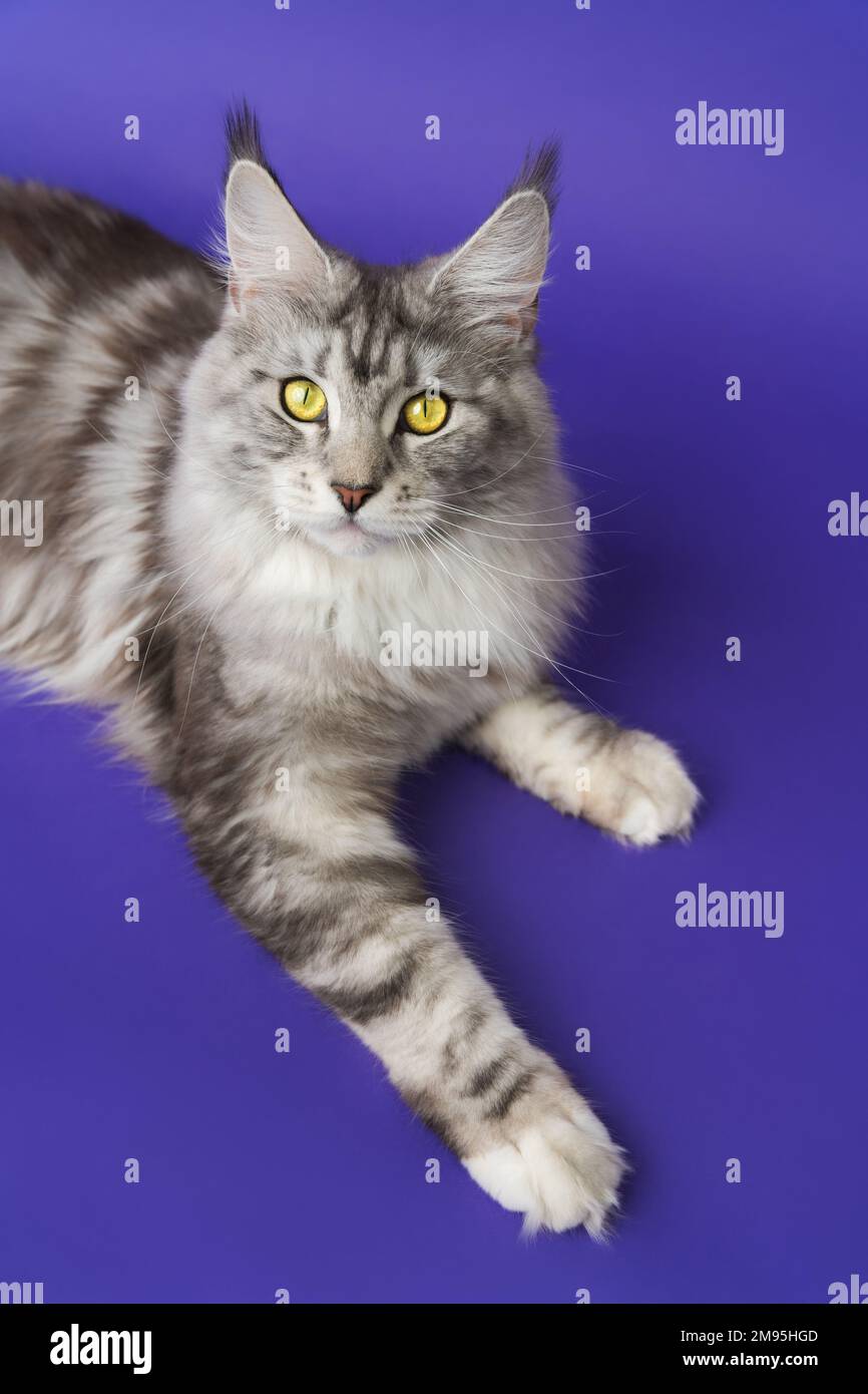 Maine Coon Cat with yellow eyes lying down on blue background and ...