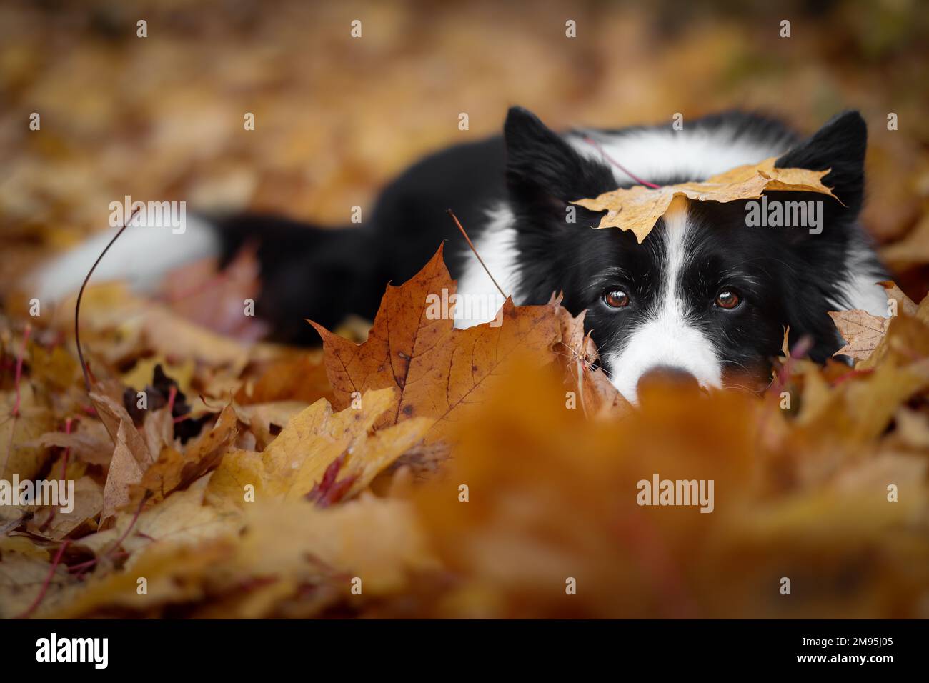 Cute Border Collie Lies Down on Fallen Leaves. Black and White Dog in ...