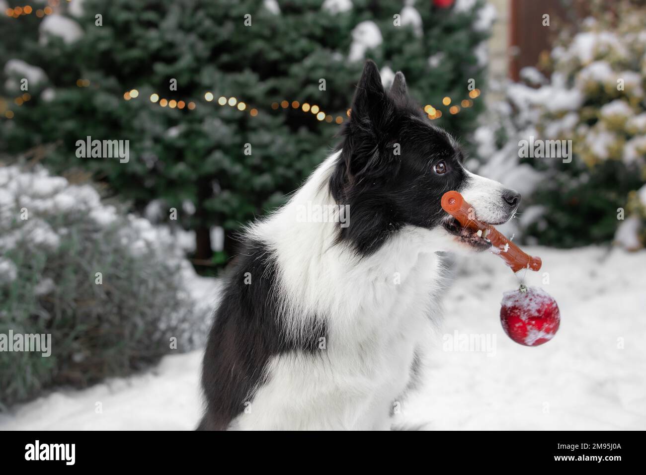 Side Portrait of Border Collie Holding Stick with Christmas Bauble on ...