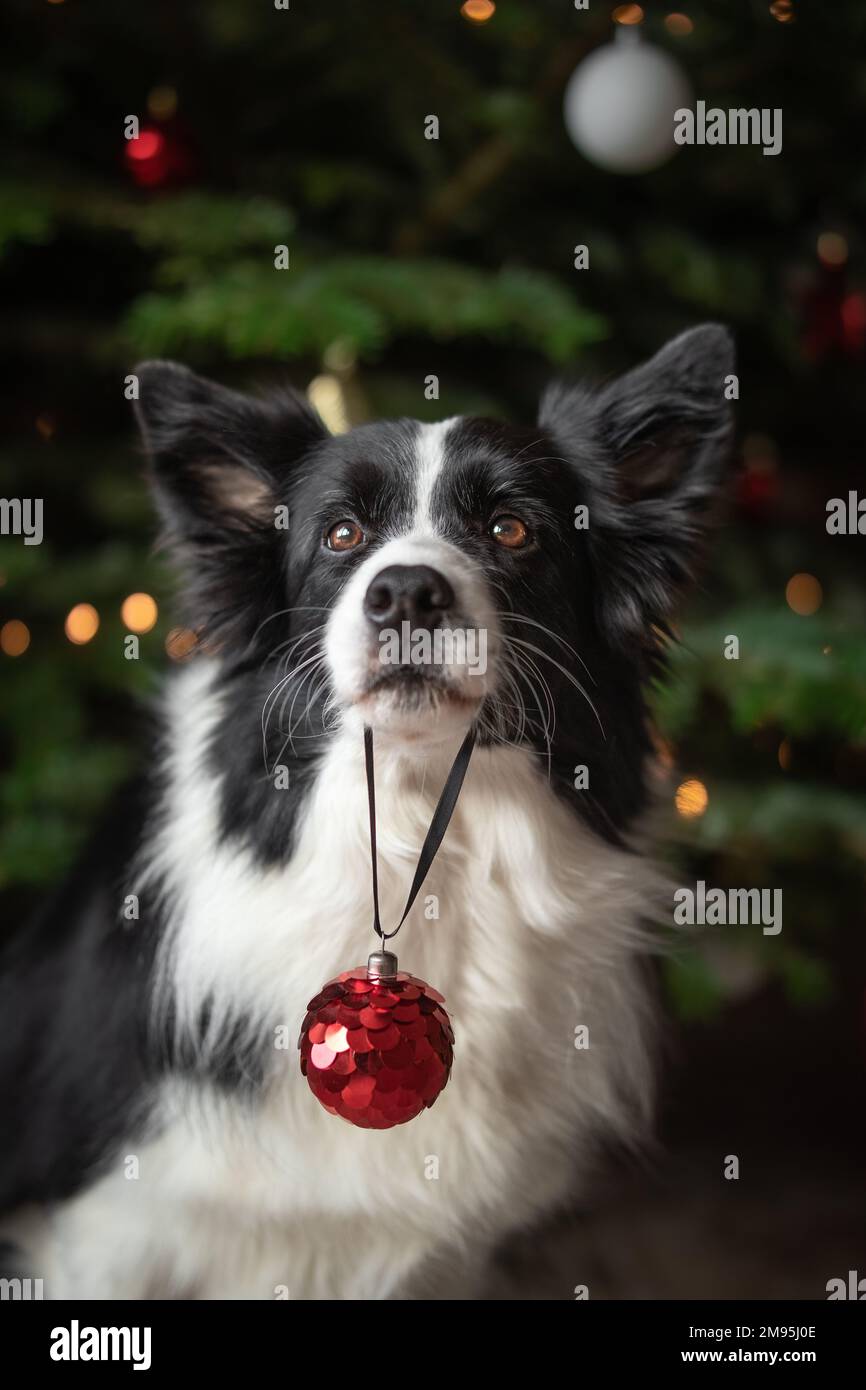 Dog Portrait of Festive Border Collie. Cute Vertical Pet Holding ...