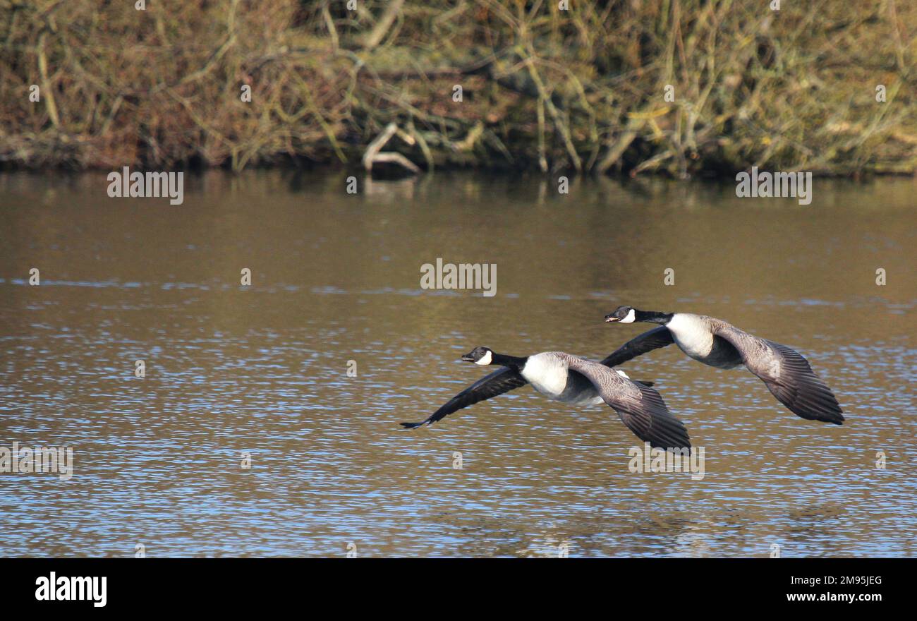 Two Canada geese (Branta canadensis) in flight. Taking off from an ...