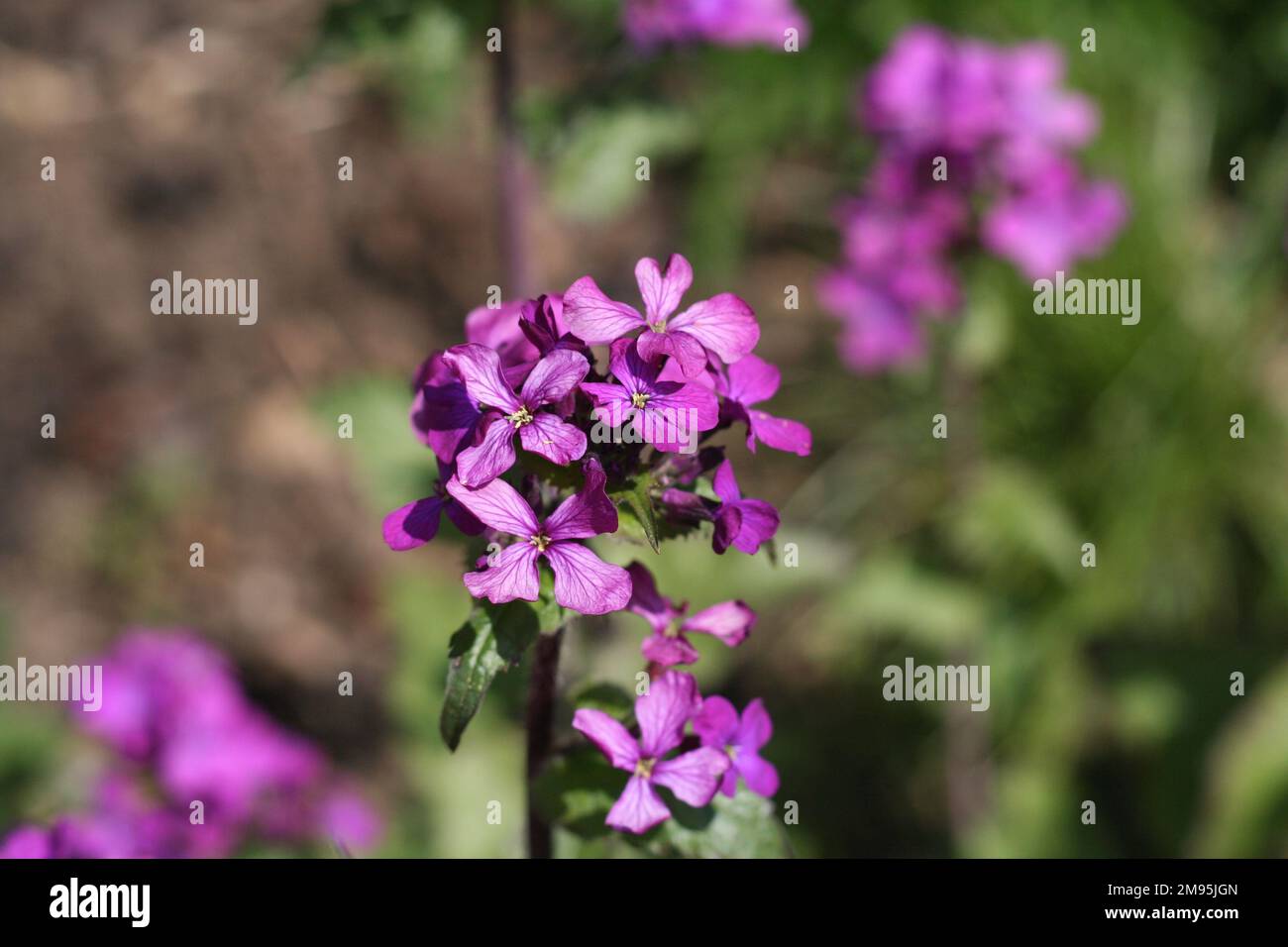 Honesty flower (Lunaria annua) close up with a blurred background Stock ...