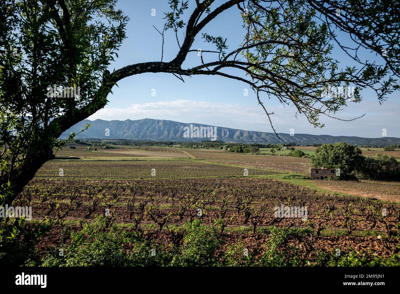 Agricultural plain between Puyloubier and Trets (south-eastern France ...