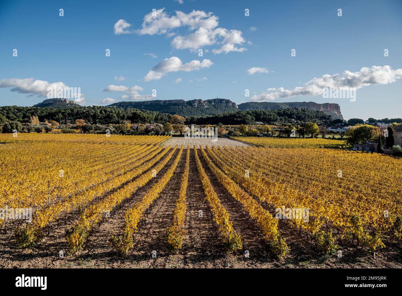 Cassis (south-eastern France): vineyards of the Cassis Bodin estate ...