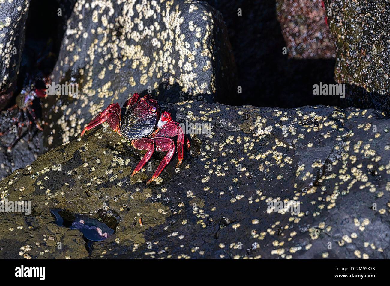 Spanien, Spain, Kanaren, Canary Islands, Espania, Spain, Insel, Island ...