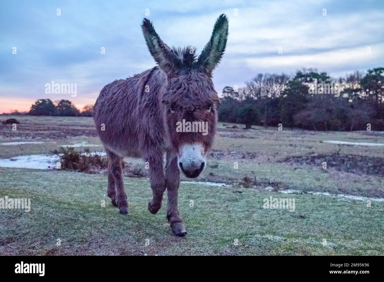 Bramble Hill, Bramshaw, New Forest, Hampshire, UK, 17th January 2023 ...