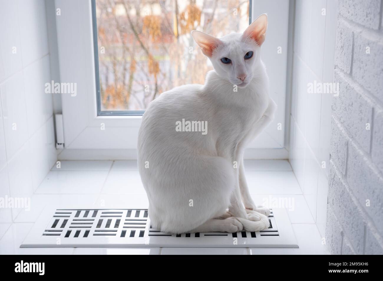 Cat warming hi-res stock photography and images - Alamy